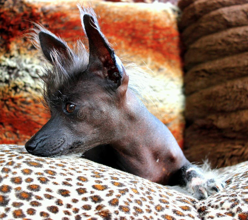 Chinese Kuif Kale Vrouwelijke Hond - Gimly Stock Afbeelding - Image of ...