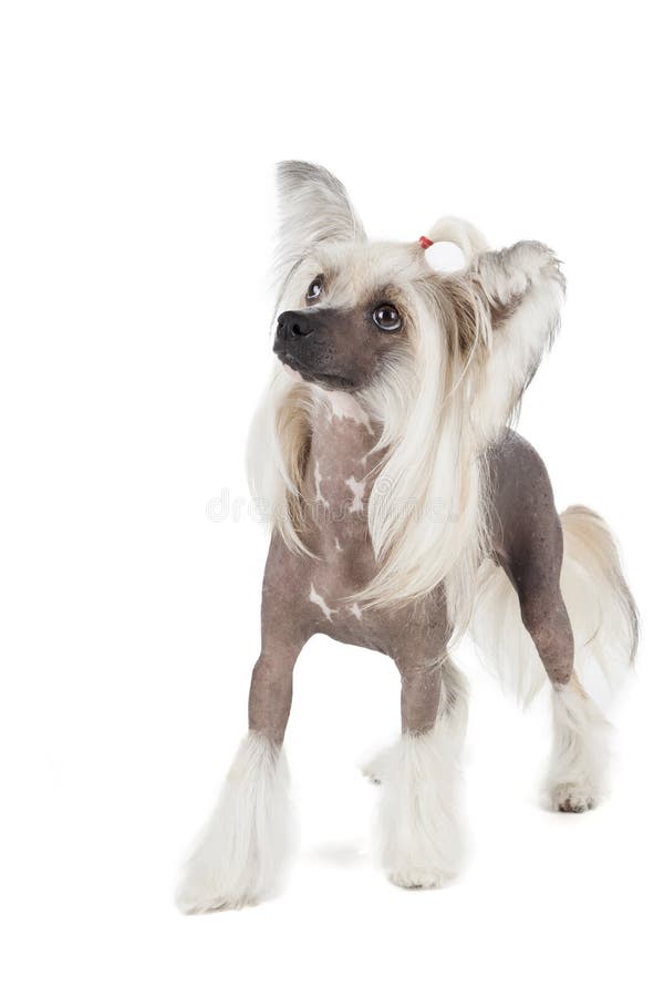 Chinese Kuif Kale Hond - stock afbeelding. Image of mening - 9087453