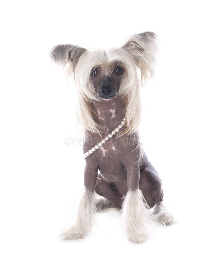 Chinese Kuif Kale Vrouwelijke Hond - Gimly Stock Foto - Image of ...