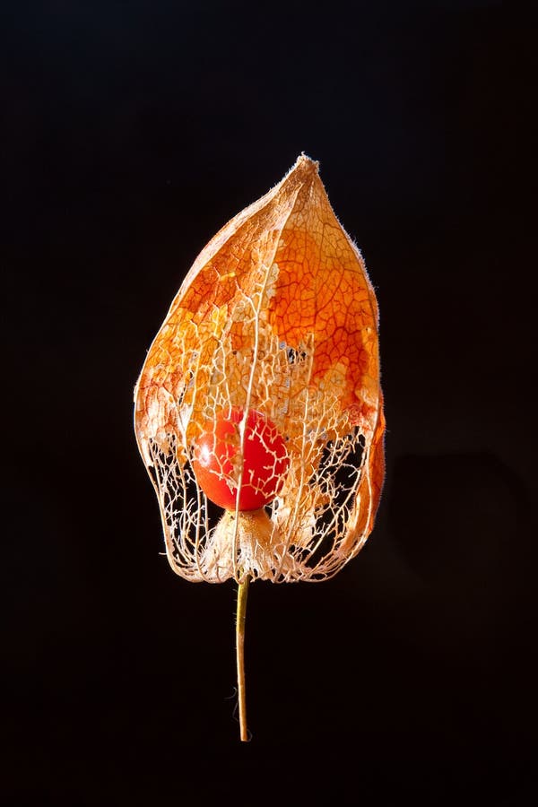 Chinese lantern flower stock photo. Image of background - 11095374