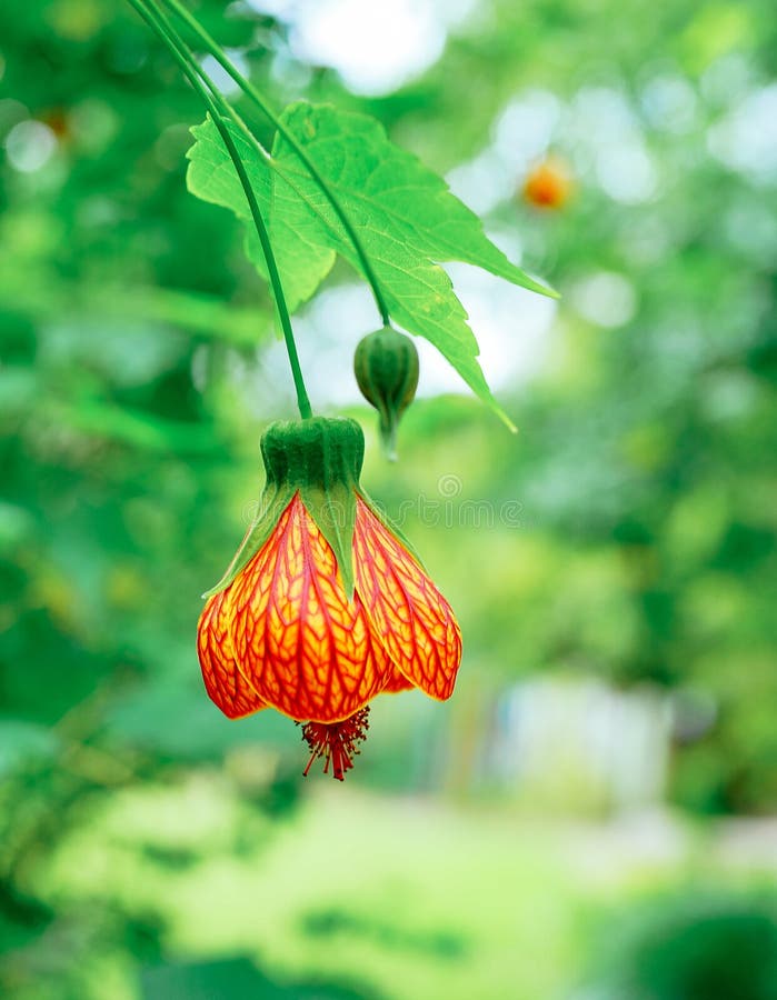 Blossoming of Indian Mallow ,Chinese-lantern Flower Stock Photo - Image ...