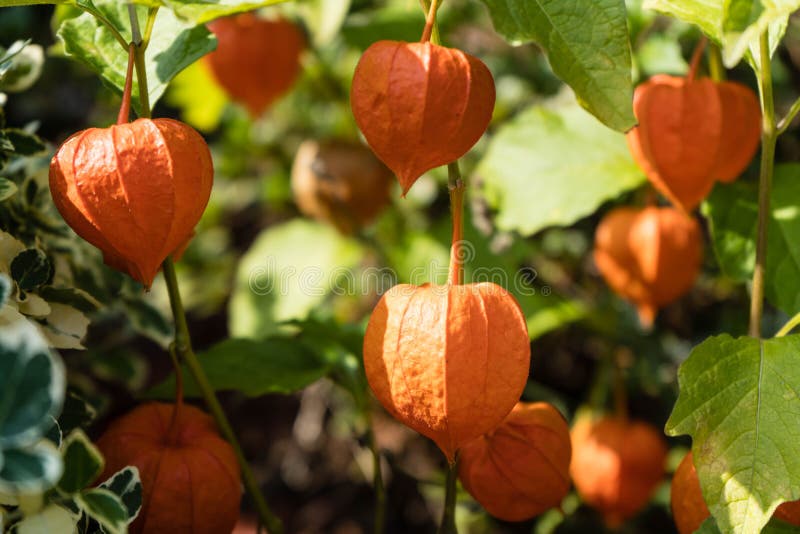 Chinese lantern flower stock photo. Image of garden - 227575486