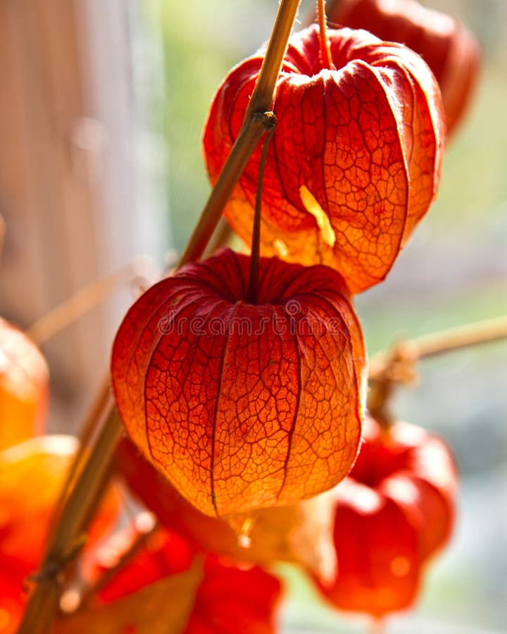 Chinese lantern flowers stock image. Image of lampion - 26938569