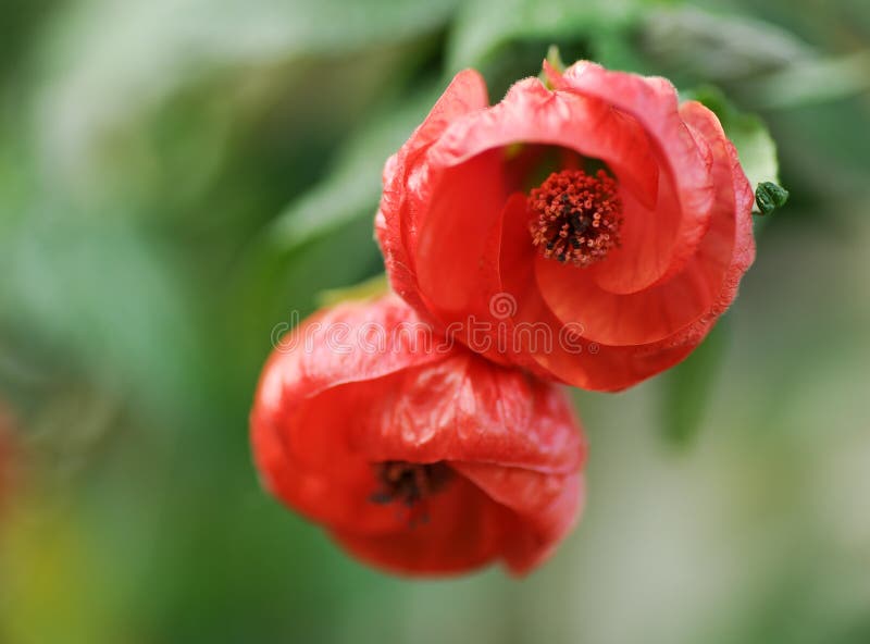 Chinese lantern plant stock photo. Image of lantern, plant - 10126998