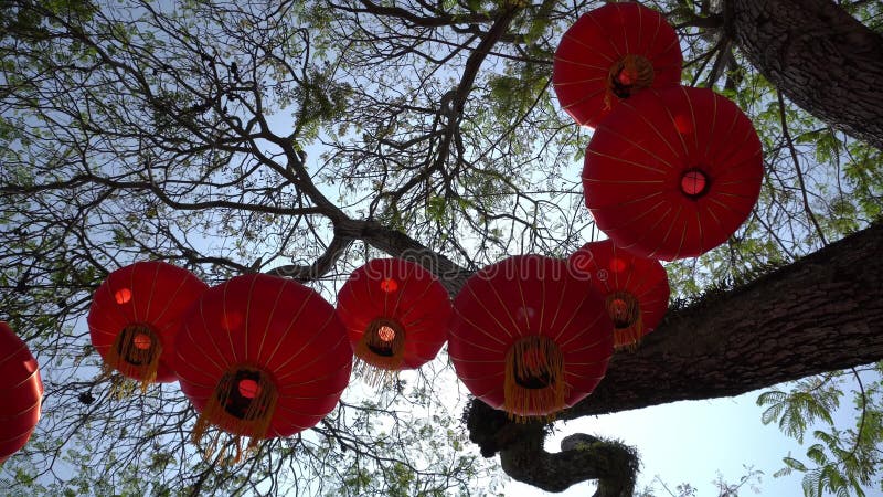 Chinese Red Lantern Decoration Hanging on Tree To Celebrate Festival ...