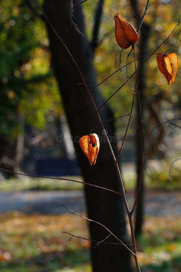 Papalau Plant Stock Photos - Free & Royalty-Free Stock Photos from ...