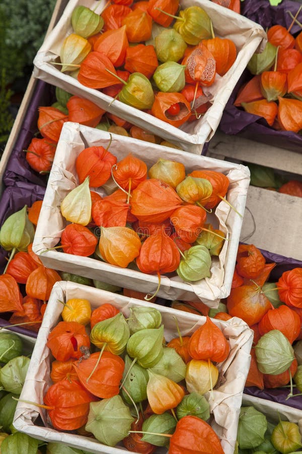 Chinese Lantern Fruits stock photo. Image of asia, natural - 4996930