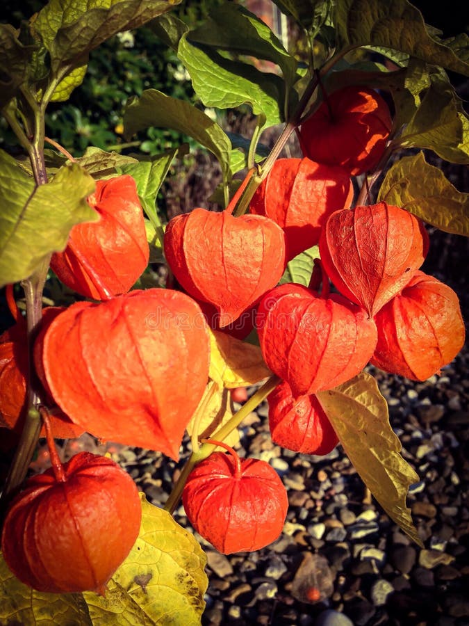 Chinese Lantern Pods stock photo. Image of alkekengi - 11627828