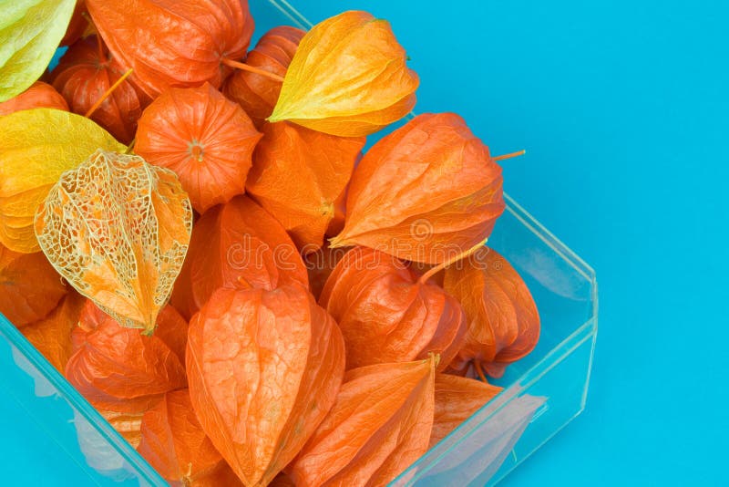 Chinese Lantern Pods stock photo. Image of ornate, green - 11627828