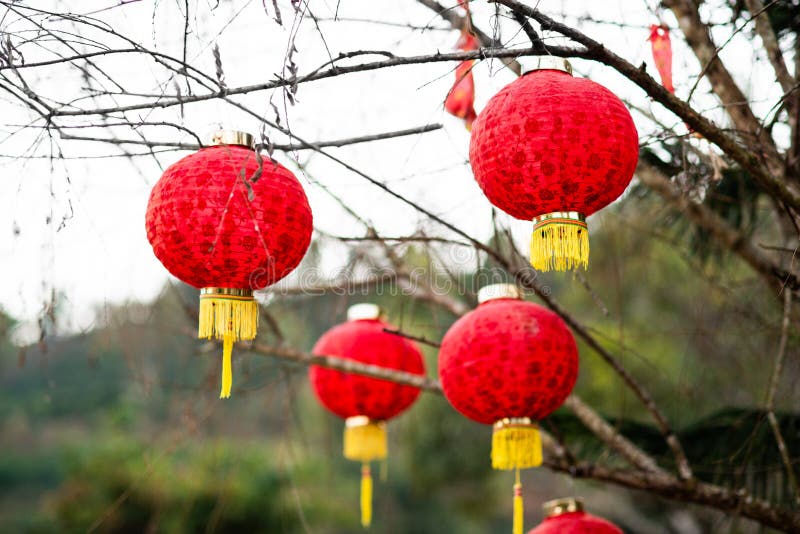 Lantern Tree or Golden Rain Tree Seed Pods Under Blue Sky Stock Photo ...