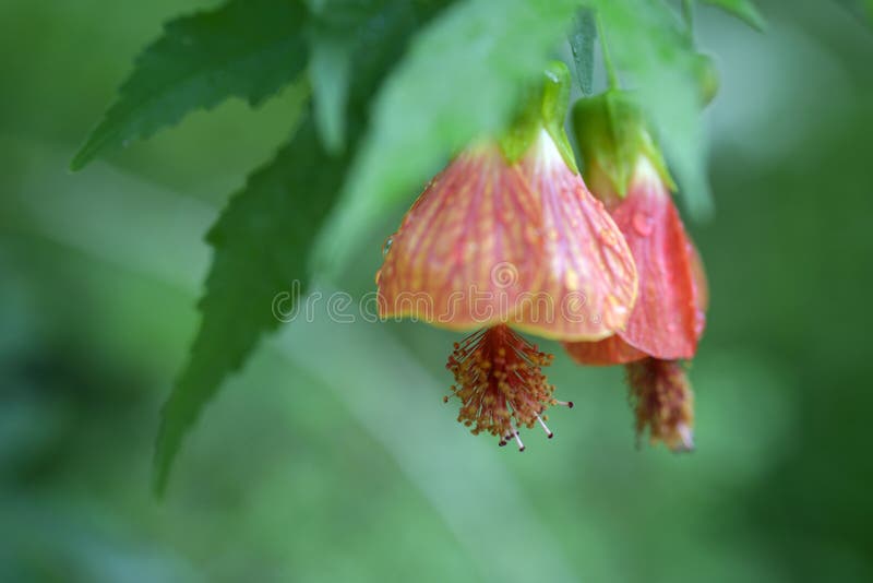 Chinese Lantern Tree Blossom, Stock Photo - Image of nature, handging ...
