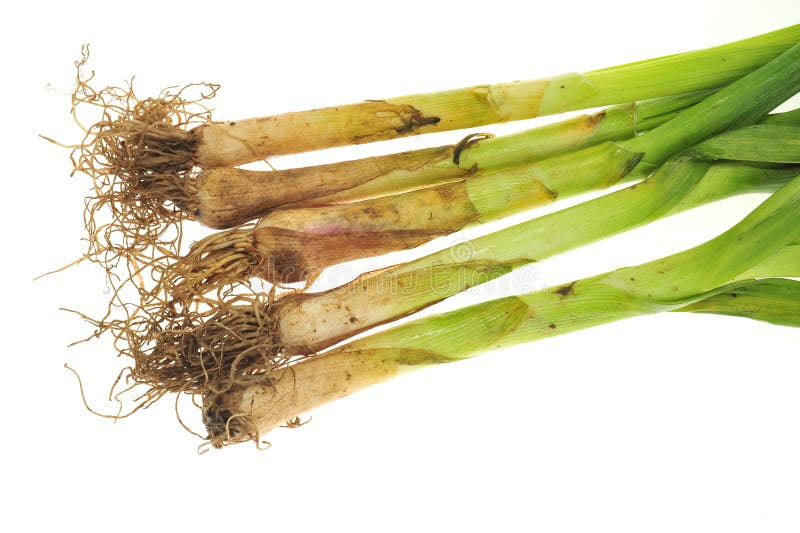 Chinese Leeks stock photo. Image of photo, meal, fresh - 18346158