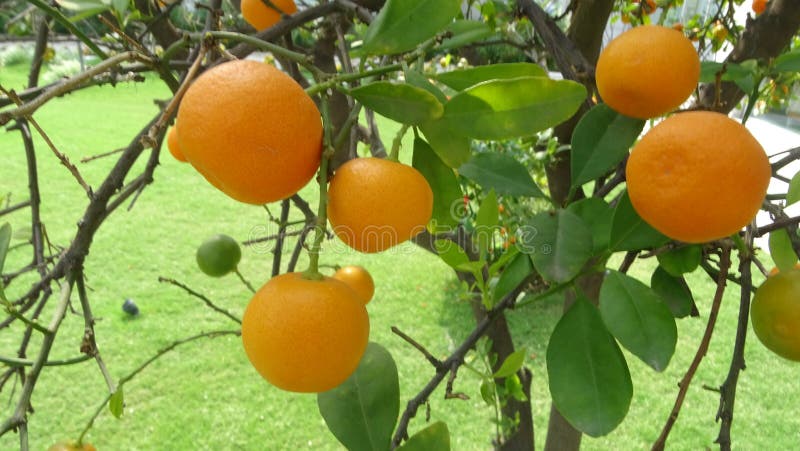 Chinese Lemon Cultivated in India Stock Photo - Image of chinese, india ...