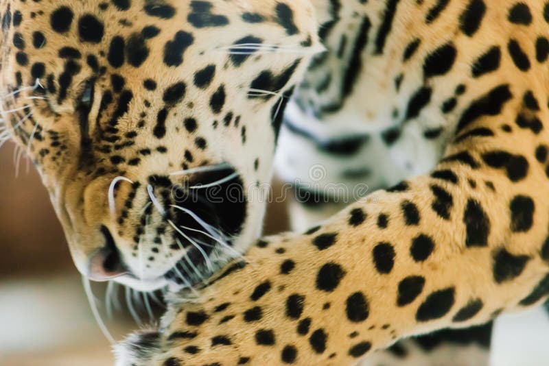 Chinese Leopard or North China Leopard in a Zoo Stock Photo - Image of ...