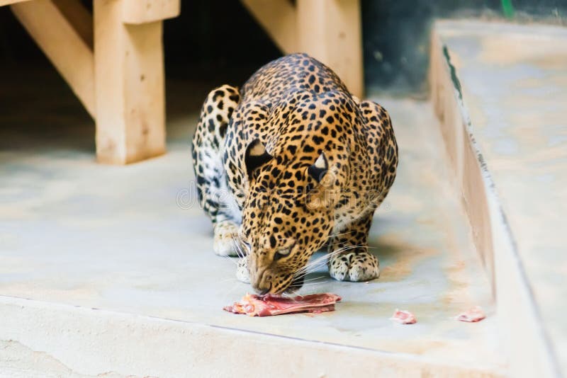 Chinese Leopard or North China Leopard in a Zoo Stock Image - Image of ...