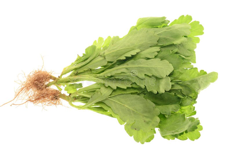 Chinese Lettuce stock photo. Image of produce, nature - 29213888