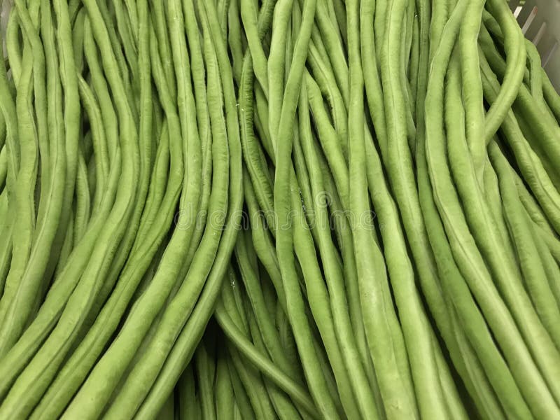 Chinese long bean stock image. Image of wallpaper, vitamin - 97686591