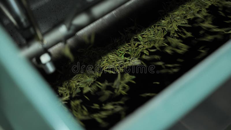 Chinese Longjing Tea Making Process, Machine Frying Stock Video - Video ...