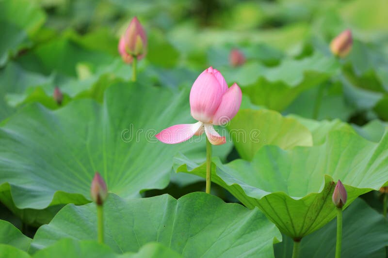 Chinese Lotus in the Park stock photo. Image of china - 369409604