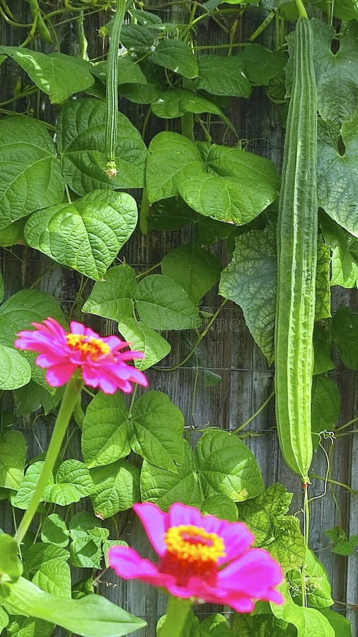 Chinese Luffa Gourds Climbing Up the Chicken Wire Mesh Stock Photo ...