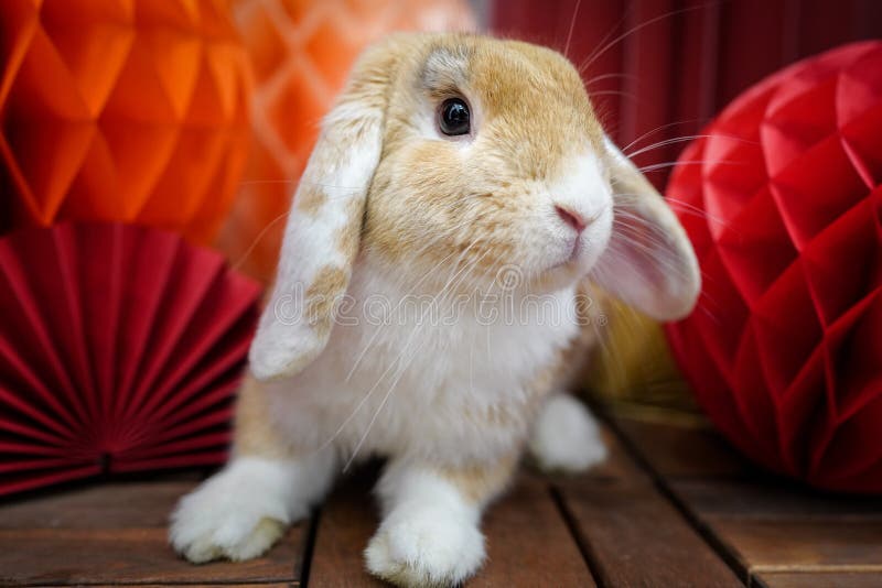 654 Rabbit Mini Lop Stock Photos - Free & Royalty-Free Stock Photos ...