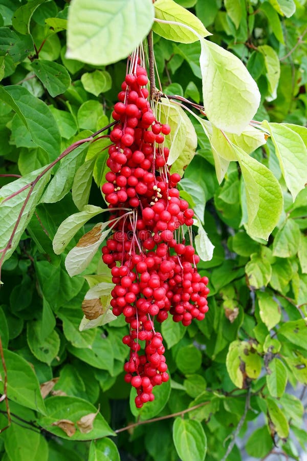 Chinese magnolia vine stock photo. Image of freshness - 127864844