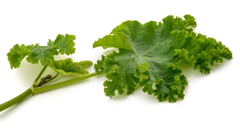 Mallow stock photo. Image of hibiscus, mallow, summer - 99167602