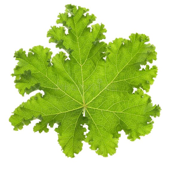 Chinese mallow leaf stock photo. Image of leaves, verticillate - 348316054