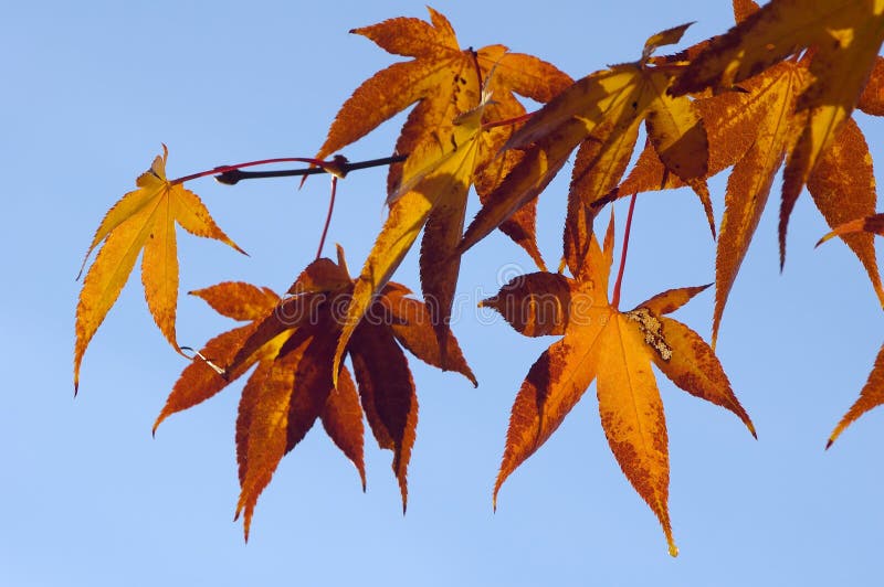Chinese Maple - Acer Flabellatum Stock Image - Image of maple, britain ...