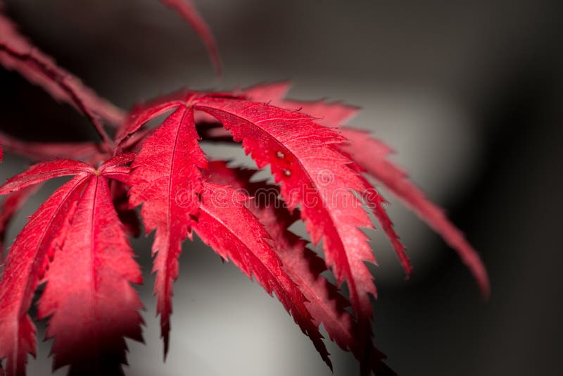 Chinese maple leaf stock image. Image of nature, capital - 128252353