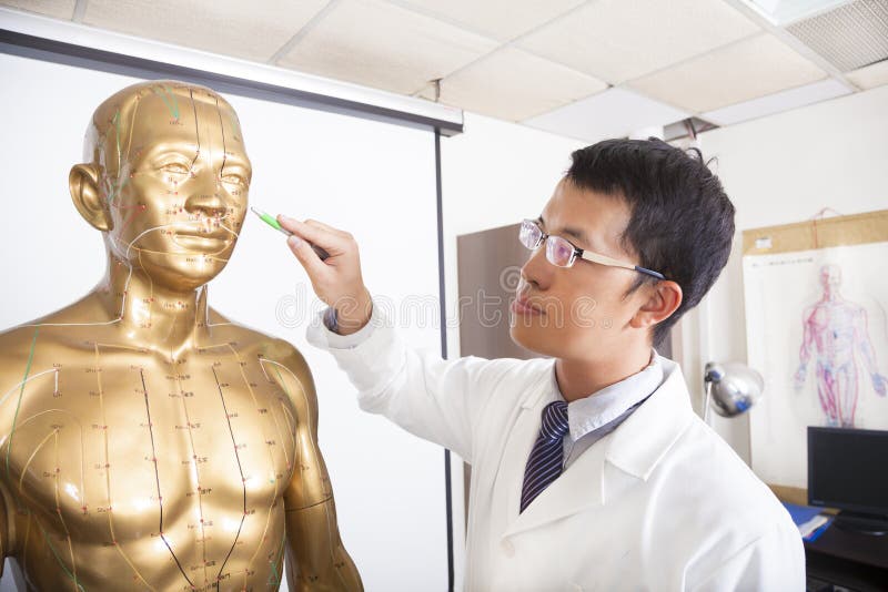 Chinese Medicine Doctor Teaching Acupoint on Human Model Stock Photo ...