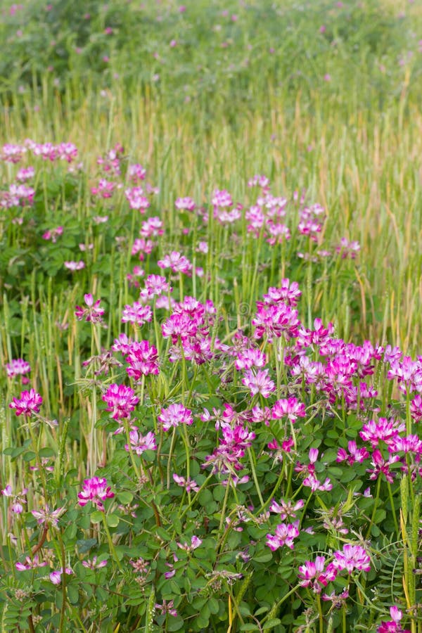 Chinese milk vetch stock photo. Image of freshness, blossom - 30719580