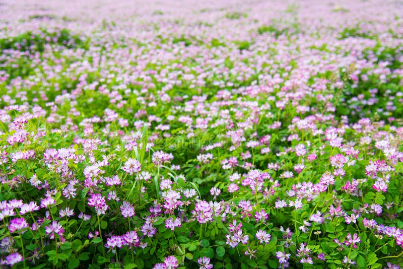 Chinese milk vetch stock photo. Image of nature, beautiful - 33683776