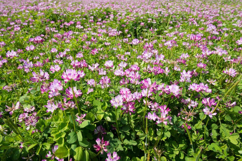 Chinese milk vetch stock image. Image of nature, blossom - 33683889