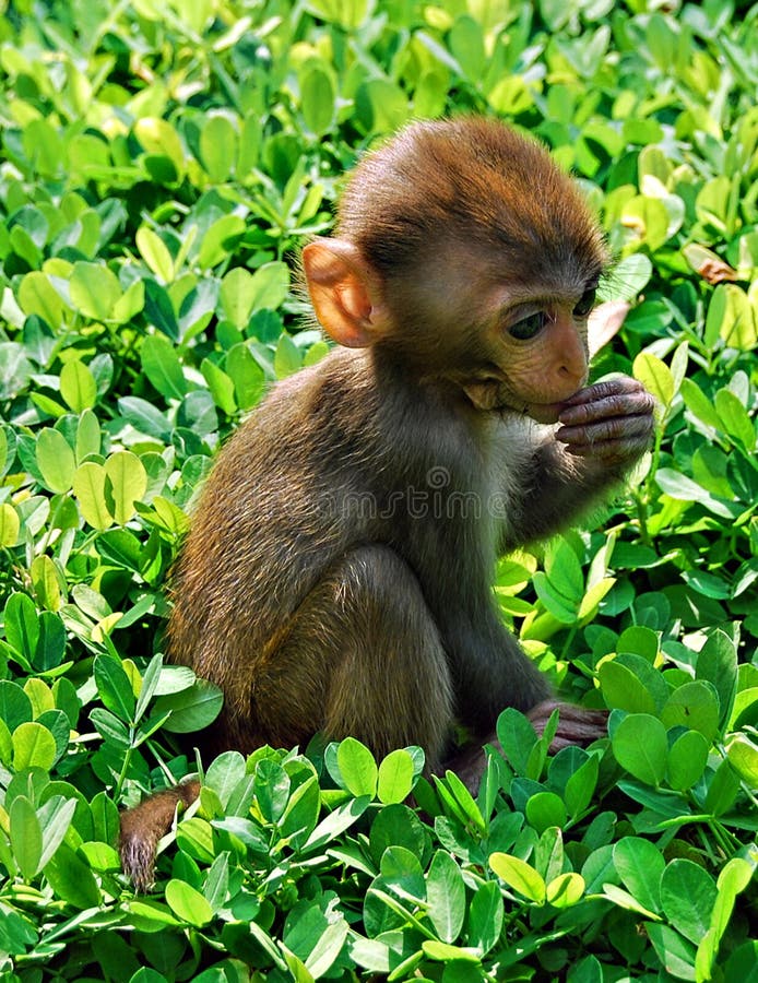 Chinese Monkey stock image. Image of monkey, china, wildlife - 4035673