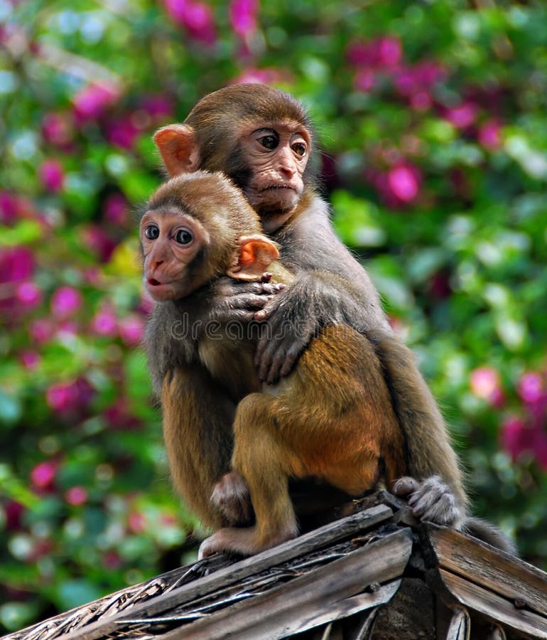 Chinese monkeys stock image. Image of nature, macaques - 4035669
