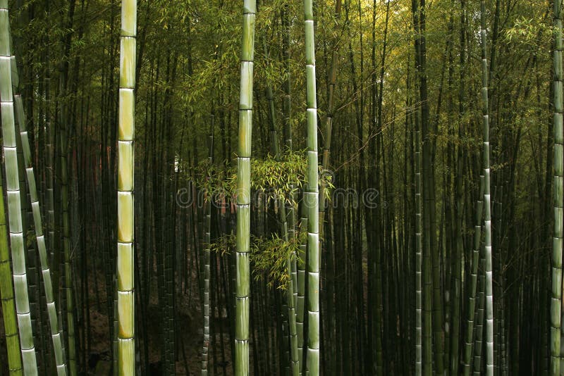 Chinese mountain forest stock image. Image of green, curtain - 1209355