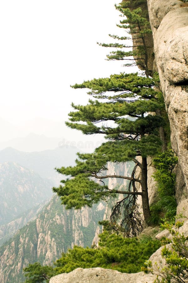 Chinese Mountains, Pine Tree and the Mountain Stock Photo - Image of ...