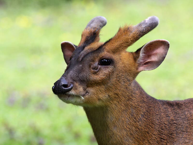 Chinese Muntjac 01 stock image. Image of game, chinese - 17682831