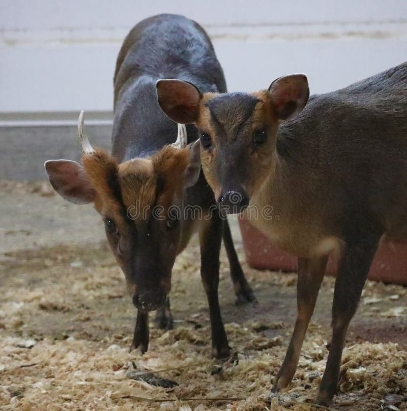 Chinese muntjac stock image. Image of indian, buck, muntiacus - 236376925