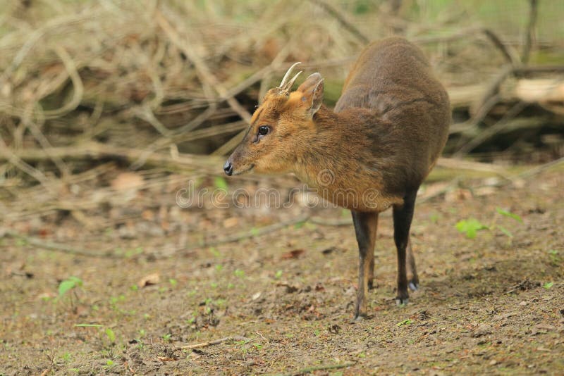 Chinese muntjac stock photo. Image of nature, travel - 202206508