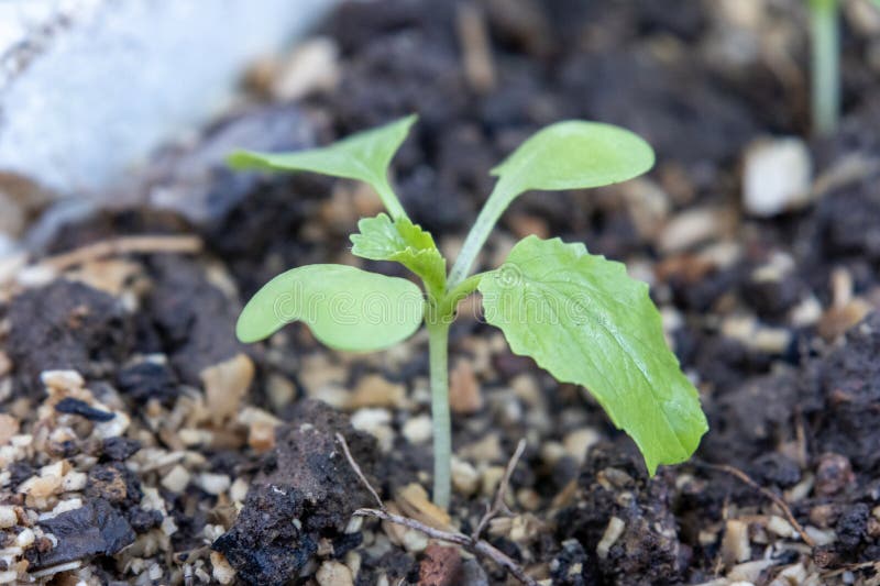 Chinese Mustard Sprout Green Leaf Vegetable Stock Image - Image of farm ...