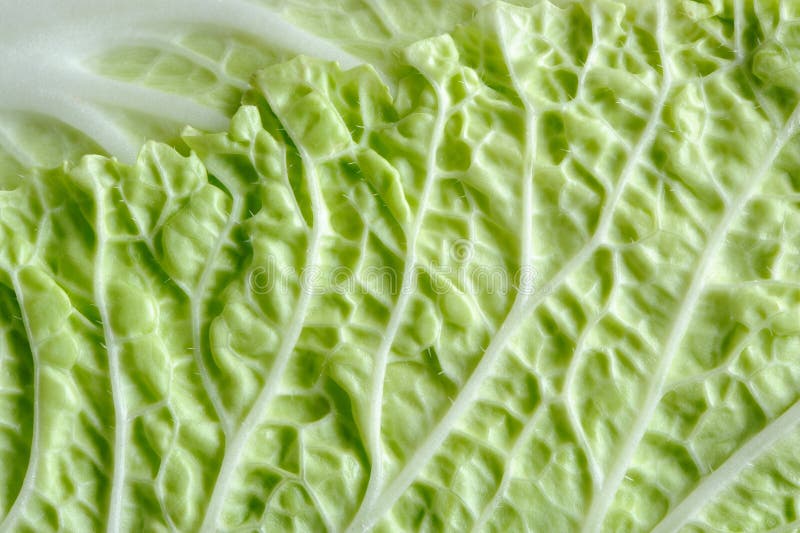 Chinese (Napa) Cabbage Leaf Macro Stock Image - Image of lettuce, food ...