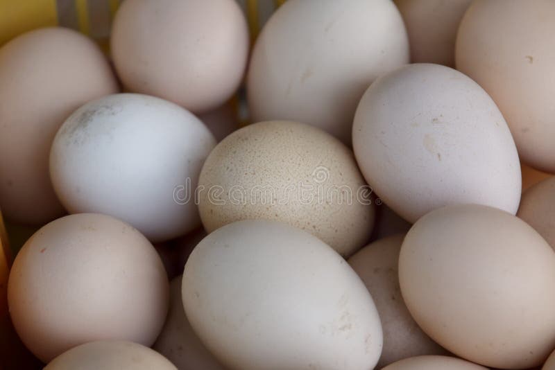 Chinese Native Egg, Adobe Rgb Stock Photo - Image of duck, eggshell ...