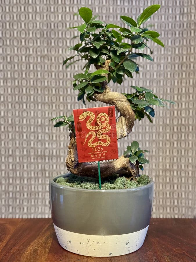 Chinese New Year 2025 Bonsai Tree Stock Photo - Image of text, asia ...