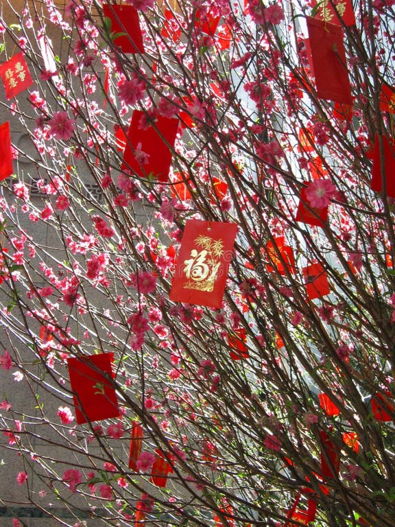 Chinese New Year Money Tree Stock Photo - Image of superstition ...