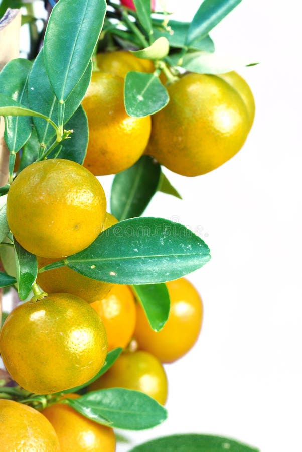 Chinese Orange stock image. Image of agriculture, asian - 7985111