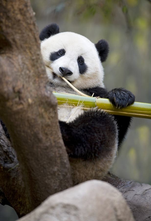 Chinese Panda Bear Eating Bamboo, China Stock Image - Image of giant ...
