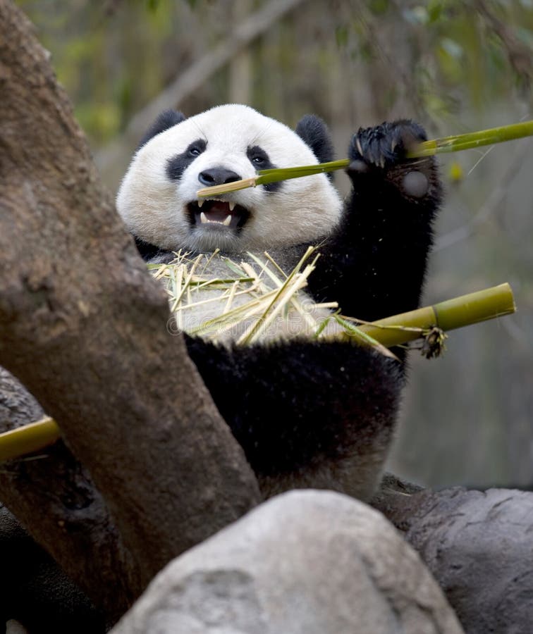 Chinese Panda Bear Eating Bamboo, China Stock Image - Image of mammals ...