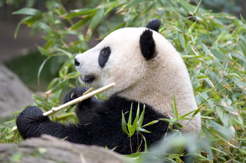 Chinese Panda Bear Eating Bamboo, China Stock Image - Image of panda ...